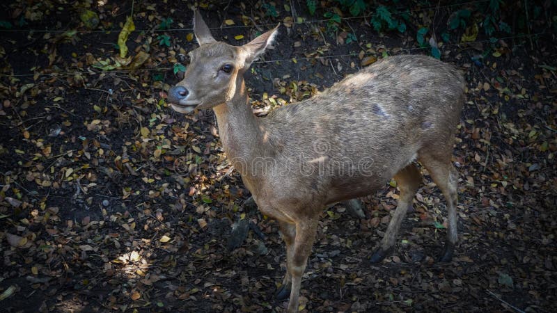 The Timor Deer is the Second Largest Tropical Deer, a Cute Little Brown ...