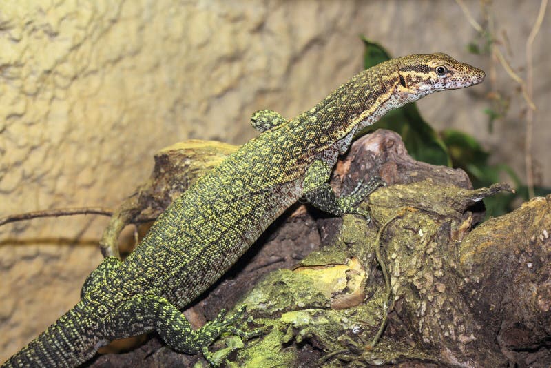 Timor-Monitor-Eidechse, Varanus Timorensis, Auf Schwarzem Stockbild ...