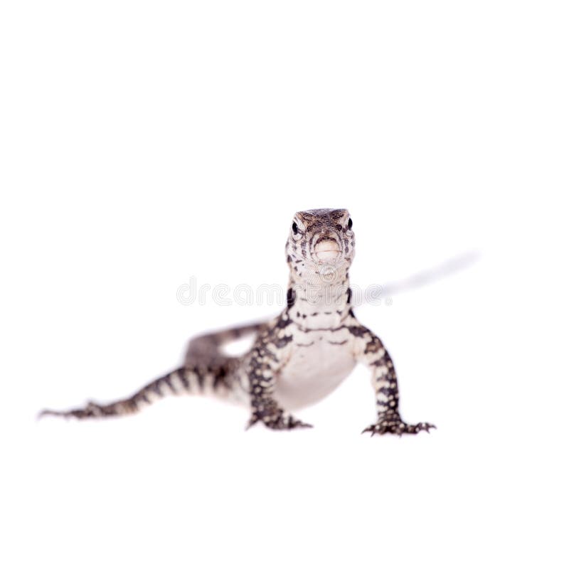 Timor-Monitor-Eidechse, Varanus Timorensis, Auf Schwarzem Stockbild ...