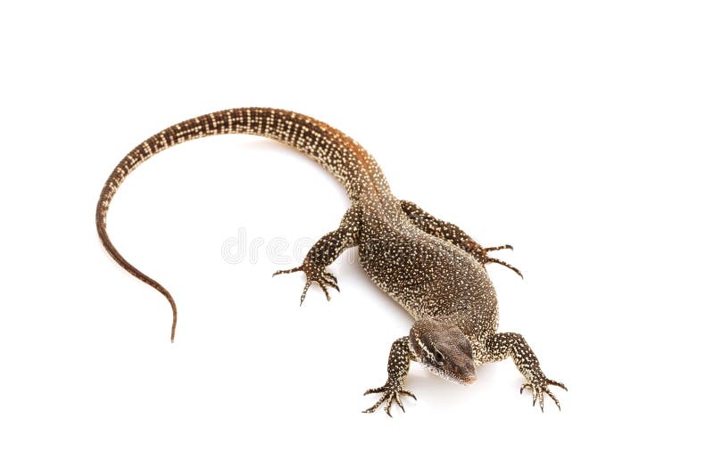 Timor Monitor lizard stock photo. Image of species, predator - 9854748
