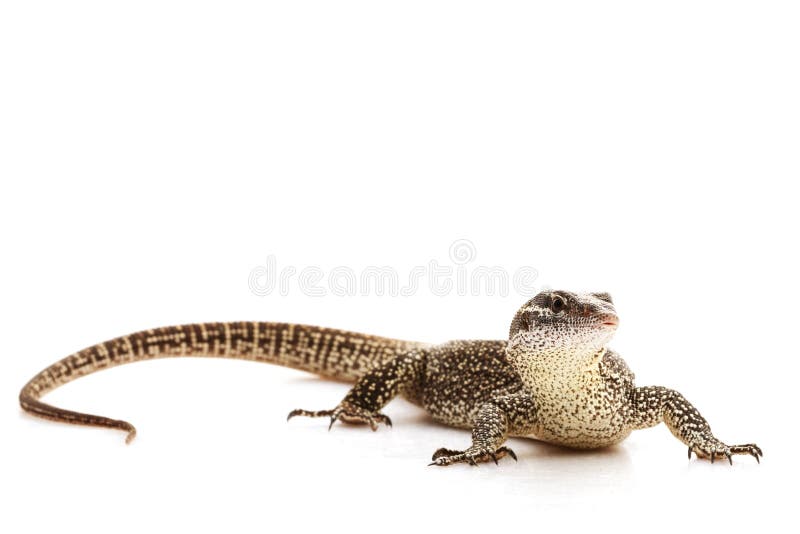 1+ Timor monitor lizard Free Stock Photos - StockFreeImages