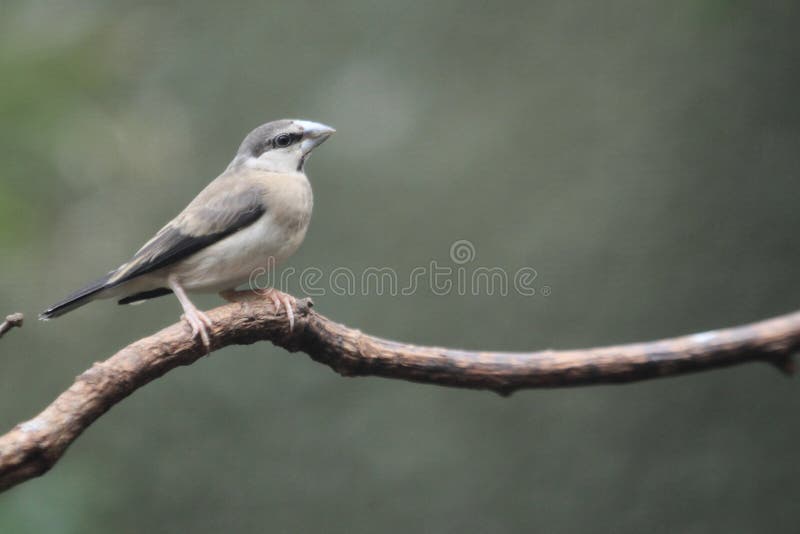 Timor sparrow stock image. Image of adult, animal, songbird - 67782963