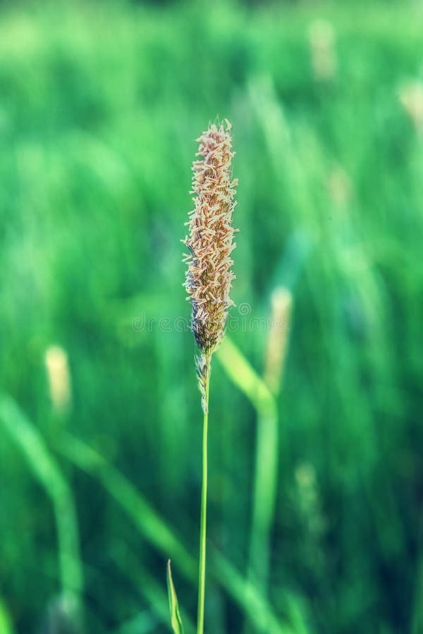 Timoteegras-gras De Close-up Van Phleum Pratense Stock Afbeelding ...