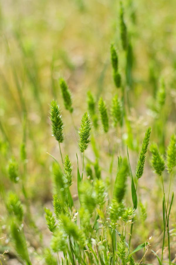 Timoteegras. Ondiep Diepte-van-gebied Stock Foto - Afbeelding bestaande ...