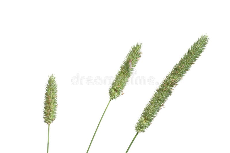 Timothy-Gras stockbild. Bild von wild, grün, pferd, farbe - 97582287