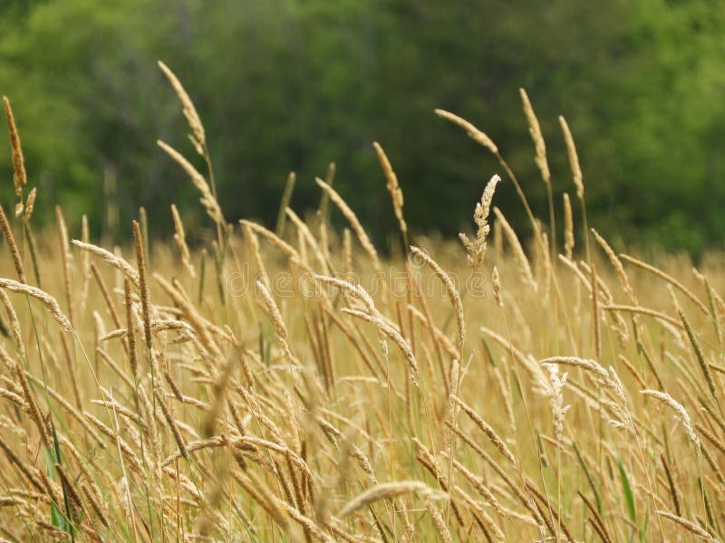Wild Timothy Grass in Late Summer Field in NYS Stock Image - Image of ...