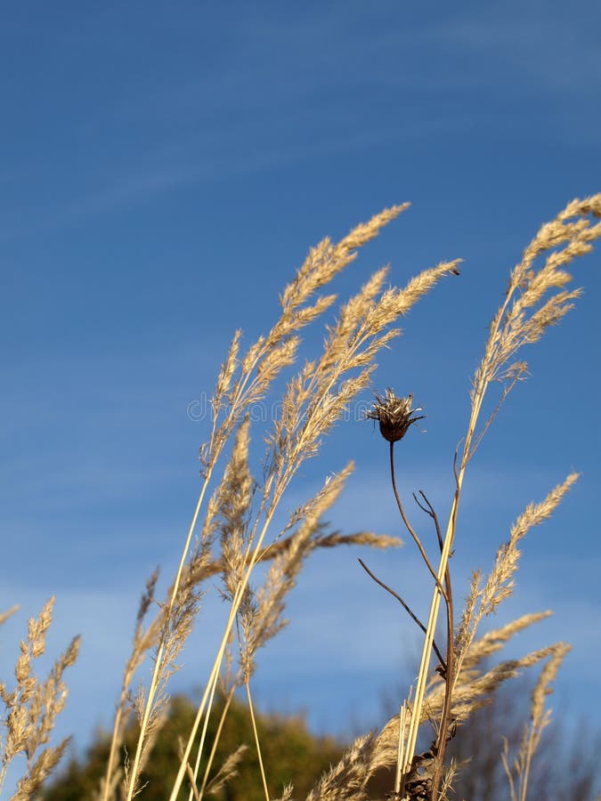 Timothy grass stock photo. Image of grass, leaves, nature - 159515530