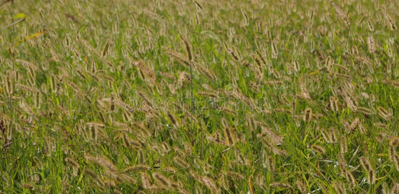Timothy Grass Blowing in the Wind. Stock Image - Image of iowa, plant ...