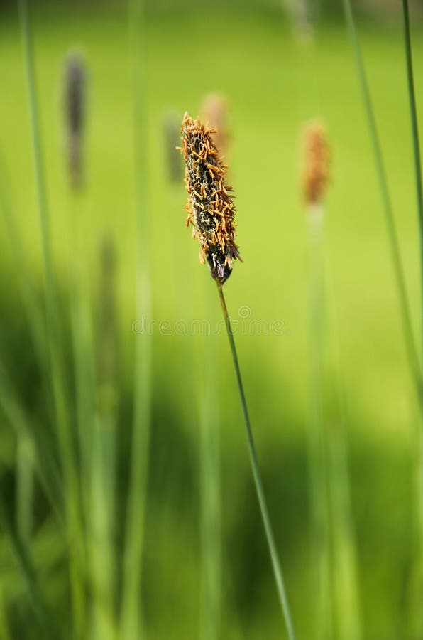 Timothy grass stock photo. Image of pollen, vegetation - 93175098