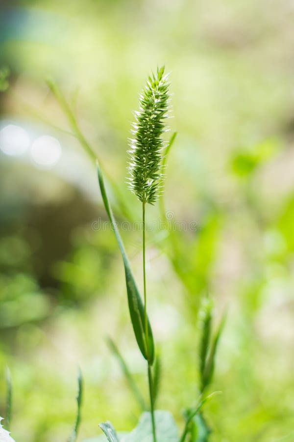 Timothy grass stock photo. Image of grass, phleum, flora - 70705940