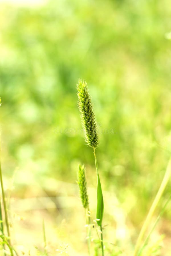 Timothy grass stock photo. Image of meadow, cylindrical - 70705946