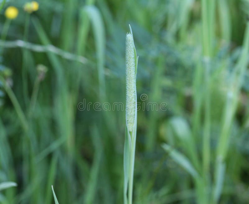 Timothy Grass (Phleum Pratense) on Meadow Field Stock Photo - Image of ...