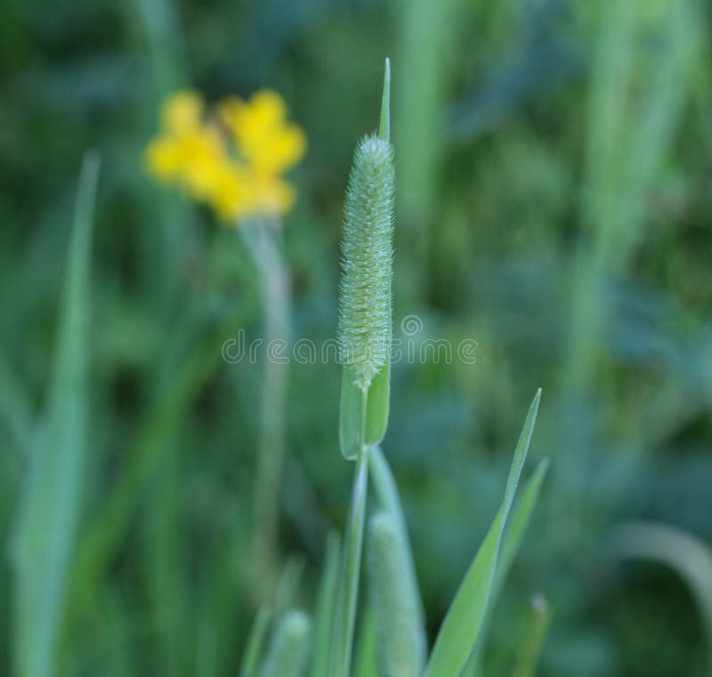 Timothy Grass (Phleum Pratense) on Meadow Field Stock Photo - Image of ...