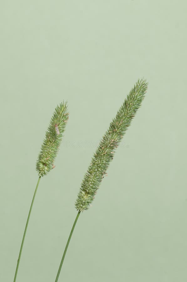 Timothy-grass stock image. Image of flower, closeup, wild - 97582189