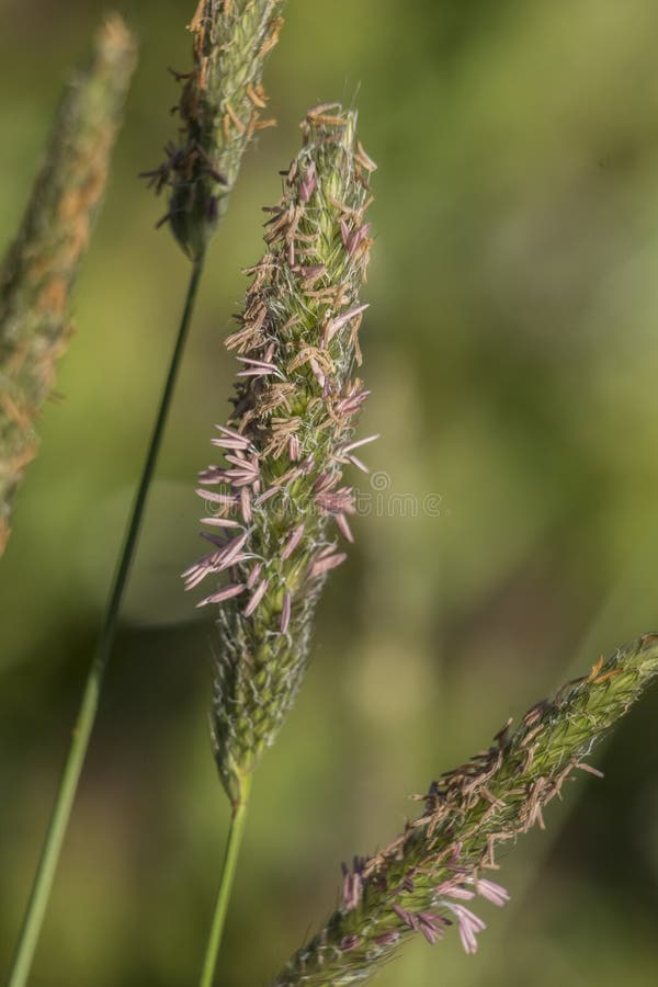 Timothy Grass (Phleum Pratensis Stock Photo - Image of field, grass ...