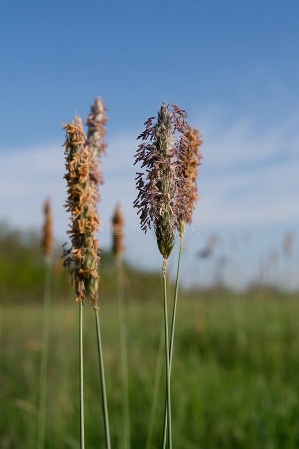 Timothy Grass (Phleum Pratensis) Stock Photo - Image of flora, season ...