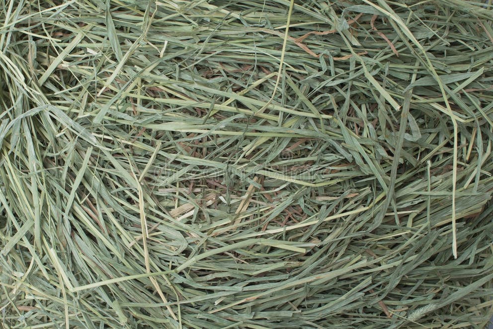 Timothy hay stock image. Image of leaf, guinea, grass - 70872411