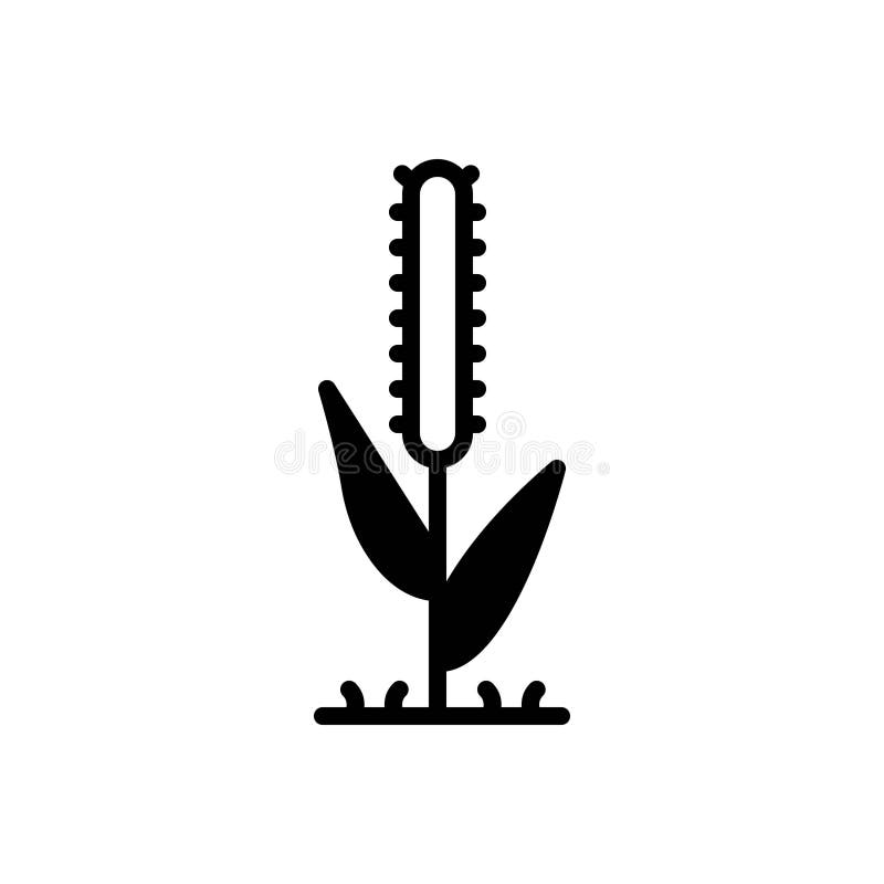 Black Solid Icon for Timothy, Grass and Field Stock Vector ...