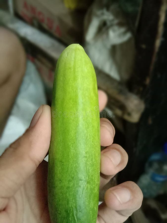 Young Cucumber is Very Fresh To Cook Stock Image - Image of plant ...