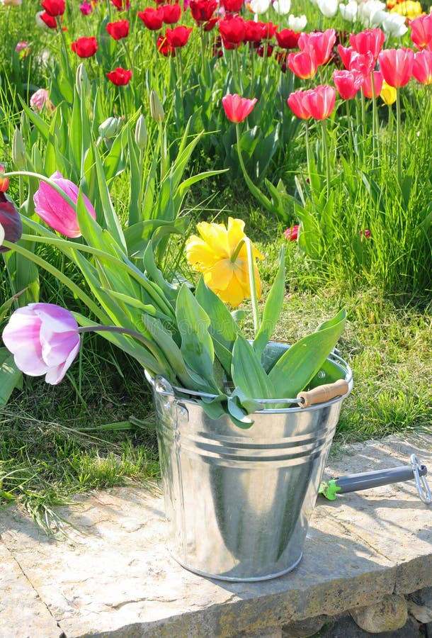 Tin Bucket with Many Cut Freshly Picked Tulips in the Field in Spring ...