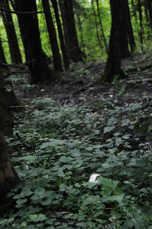 Environmental Pollution in the Park Stock Photo - Image of outdoors ...