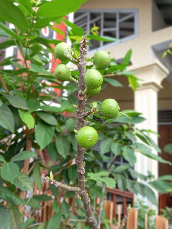 Tin fruit of Indonesia stock image. Image of jungle - 225317601