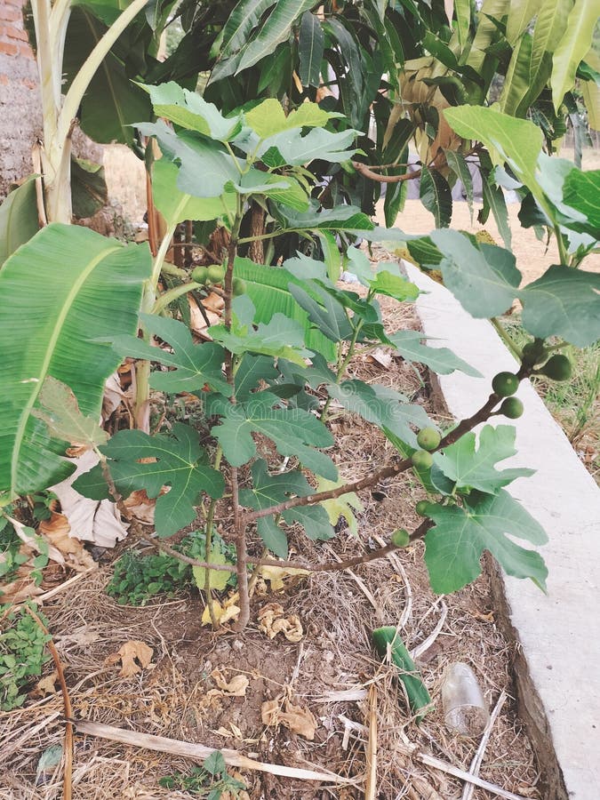 Tin fruit stock image. Image of agriculture, plantation - 262283581