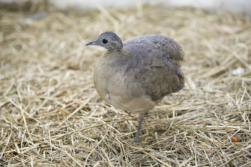 Tinamus solitarius fotografering för bildbyråer. Bild av skönhet - 96994567