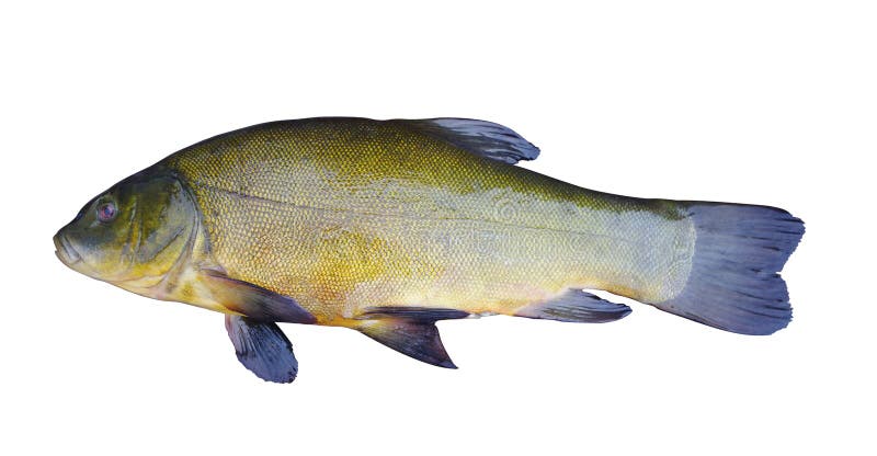 La Carpa, Tinca, Ha Colorato Il Pesce Che Nuota Liberamente Fotografia ...