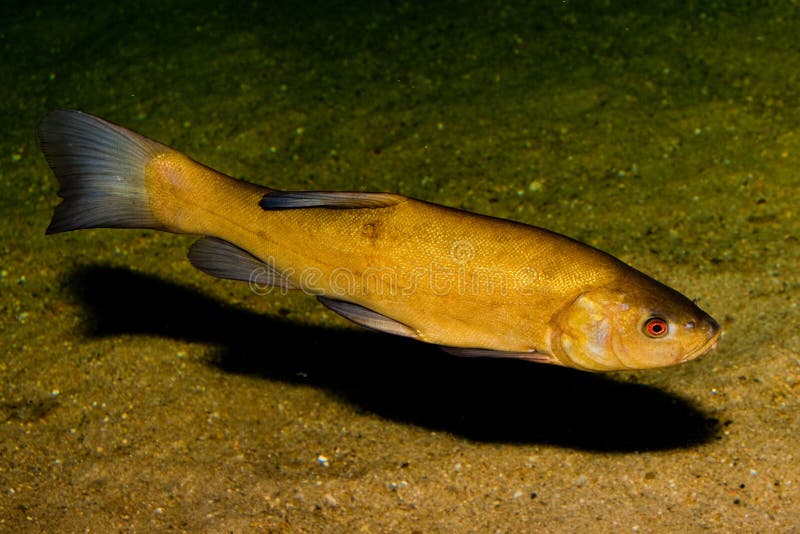 Tinche (tinca Tinca), Anche Conosciute Come Il Pesce Di Medico ...