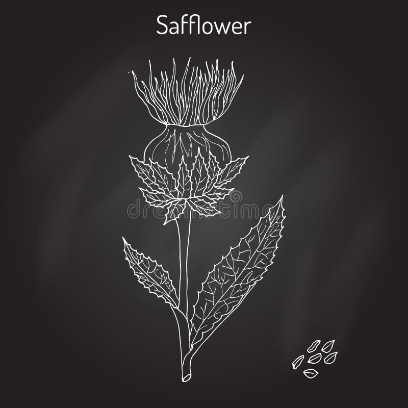 Tinctorius Del Carthamus Del Alazor, Planta De Aceite Ilustración del ...
