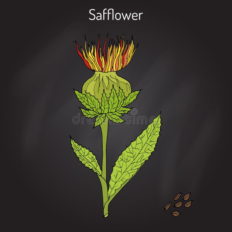 Tinctorius Del Carthamus Del Alazor, Planta De Aceite Ilustración del ...