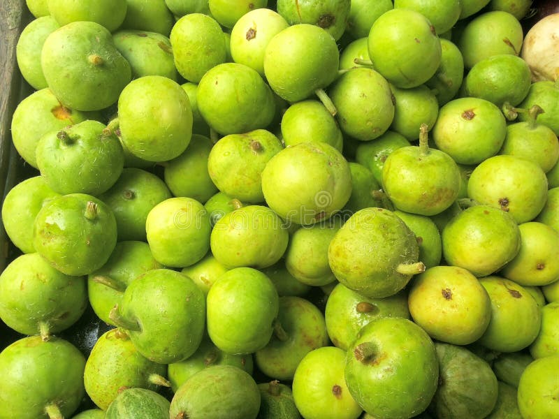 Ya Ha Tinda stock photo. Image of meadows, fall, mountainous - 7077742