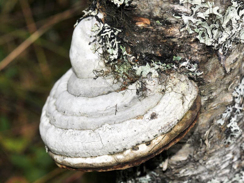 Tinder Conk Growing on Dead Tree Stock Photo - Image of tree, decay ...