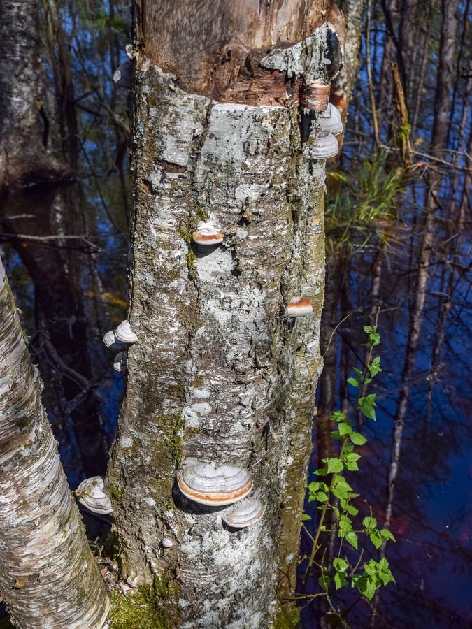 Tinder Fungus on a Birch in a Swamp Stock Image - Image of wood, branch ...