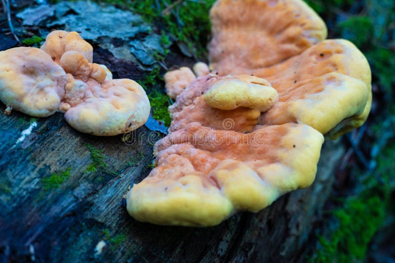 A Tinder Fungus Grows on a Fallen Tree Trunk. Yellow Beautiful Tinder ...