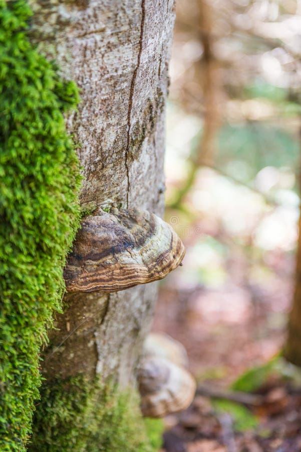 Tinder Fungus on Mossy Tree Trunk Stock Image - Image of wild, tinder ...