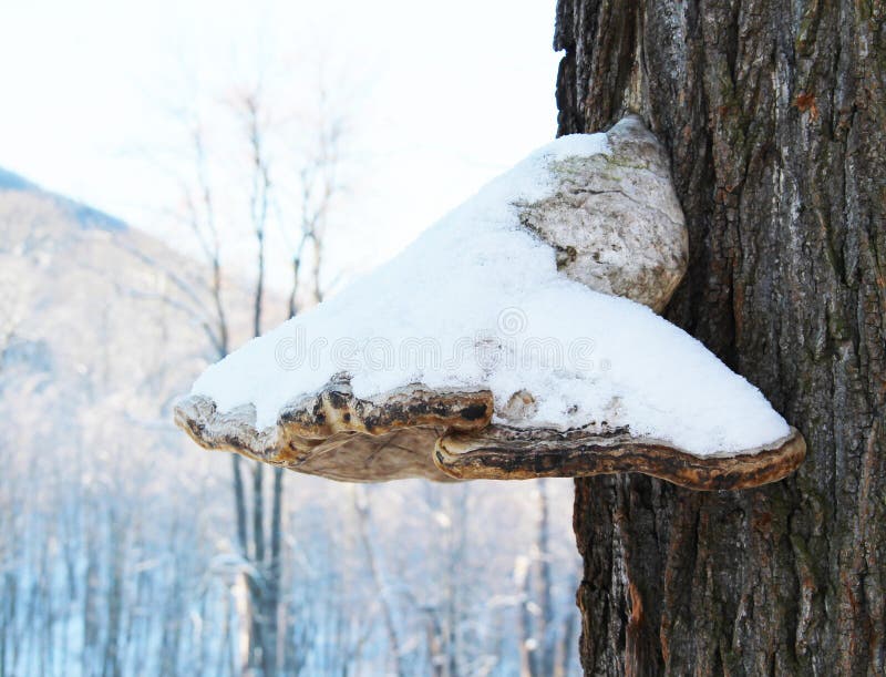 Tinder fungus with snow stock photo. Image of tinder - 65518574