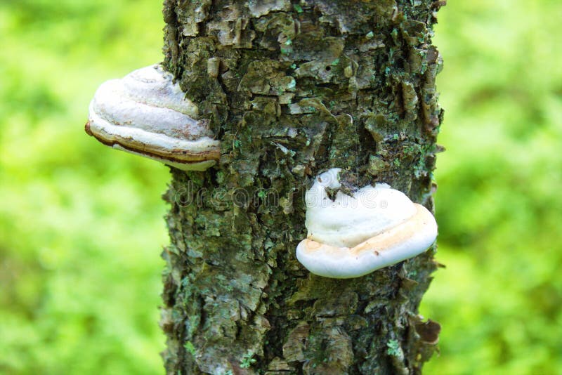 Tinder Fungus on Tree in Nature Stock Image - Image of fomes, leersumse ...
