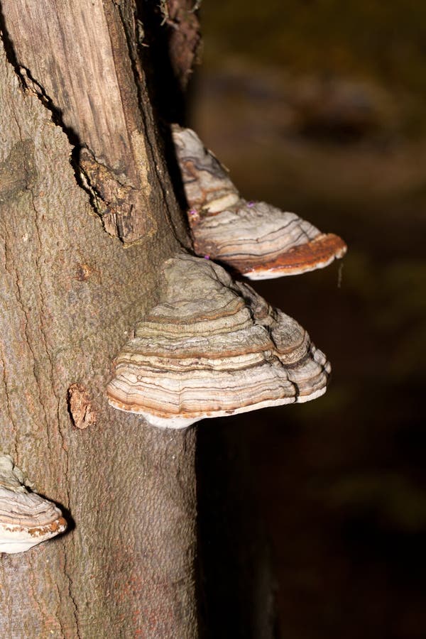 Tinder Fungus on Tree Trunk Stock Photo - Image of mushroom, pattern ...