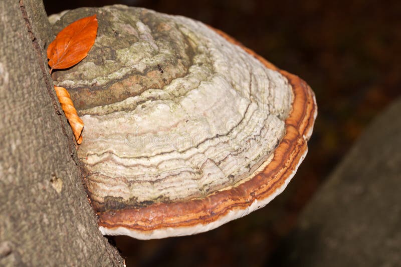 Tinder Fungus on Tree Trunk Stock Photo - Image of bracket, spore: 43484262