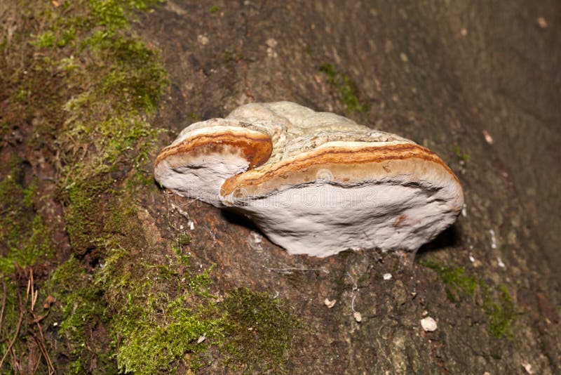 Tinder Fungus on Tree Trunk Stock Photo - Image of picking, polypore ...
