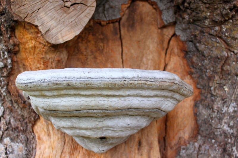 Tinder Fungus on Tree Trunk Stock Photo - Image of brown, crop: 34357920