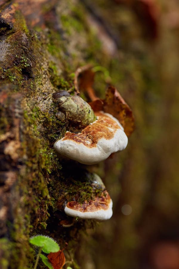 Tinder on tree stock photo. Image of parasite, natural - 133151572