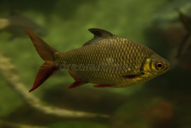 The Tinfoil Barb Barbonymus Schwanenfeldii. Stock Photo - Image of ...
