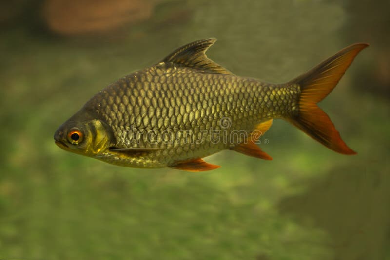 The Tinfoil Barb Barbonymus Schwanenfeldii. Stock Image - Image of swim ... The Tinfoil Barb Barbonymus Schwanenfeldii. Stock Image - Image of swim ...