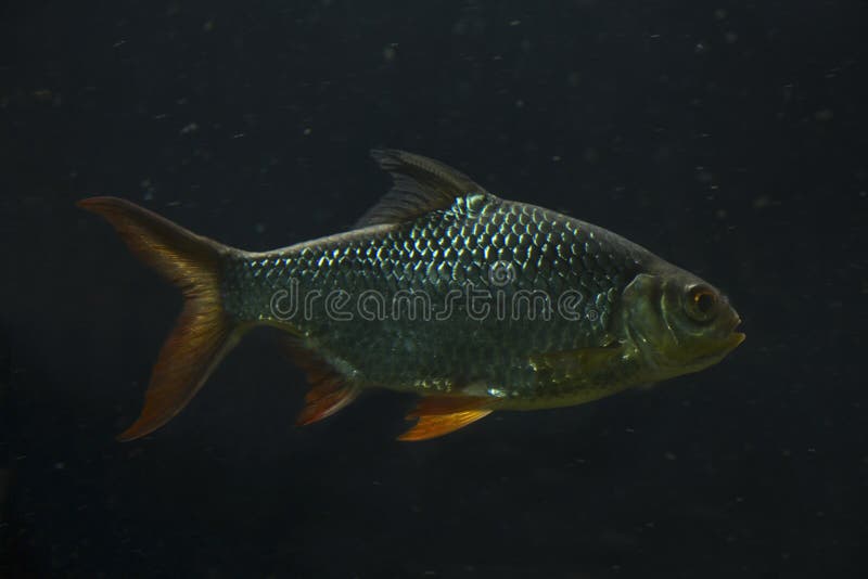 The Tinfoil Barb Barbonymus Schwanenfeldii. Stock Image - Image of ... The Tinfoil Barb Barbonymus Schwanenfeldii. Stock Image - Image of ...