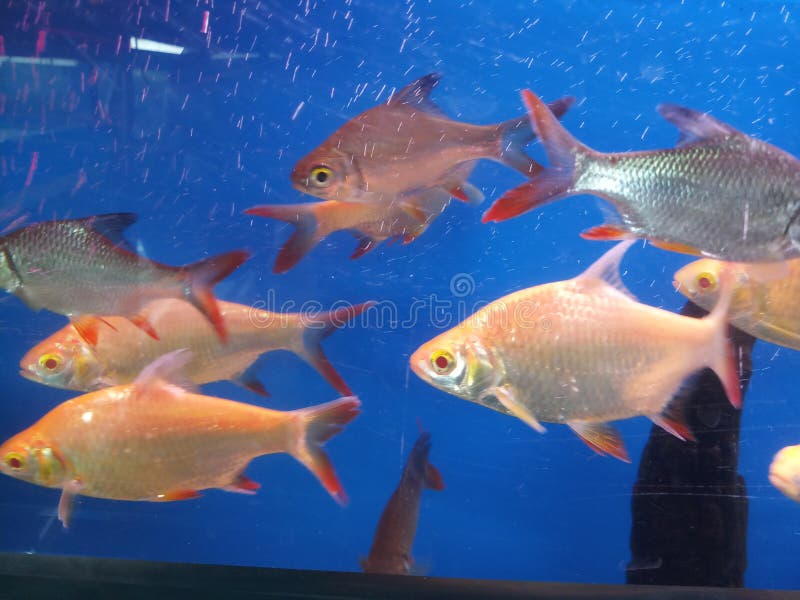 Tinfoil barb fish stock photo. Image of barb, kalimantan - 172009642