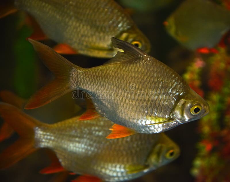 Tinfoil barb stock photo. Image of organism, southeast - 56914014