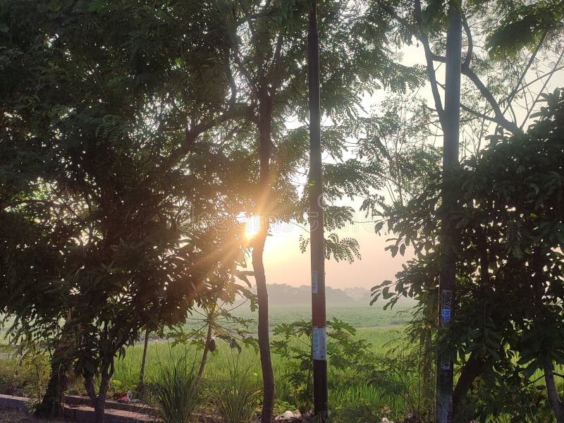 A Tinge of Early Morning Sun between the Trees Stock Photo - Image of ...